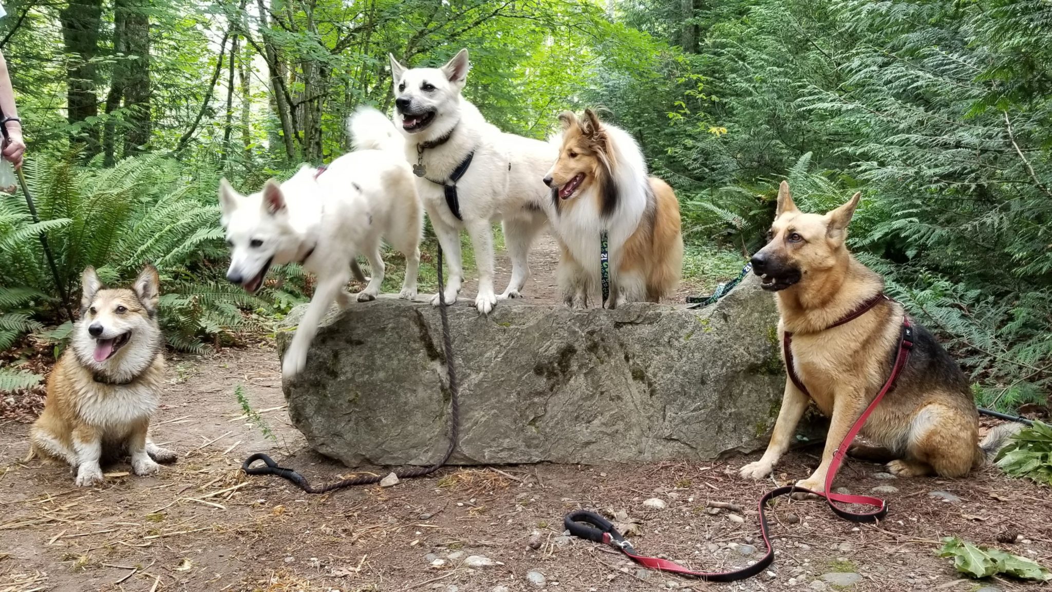 4 Reasons Why You Should Join a Meetup Pet Group - Meetup Blog